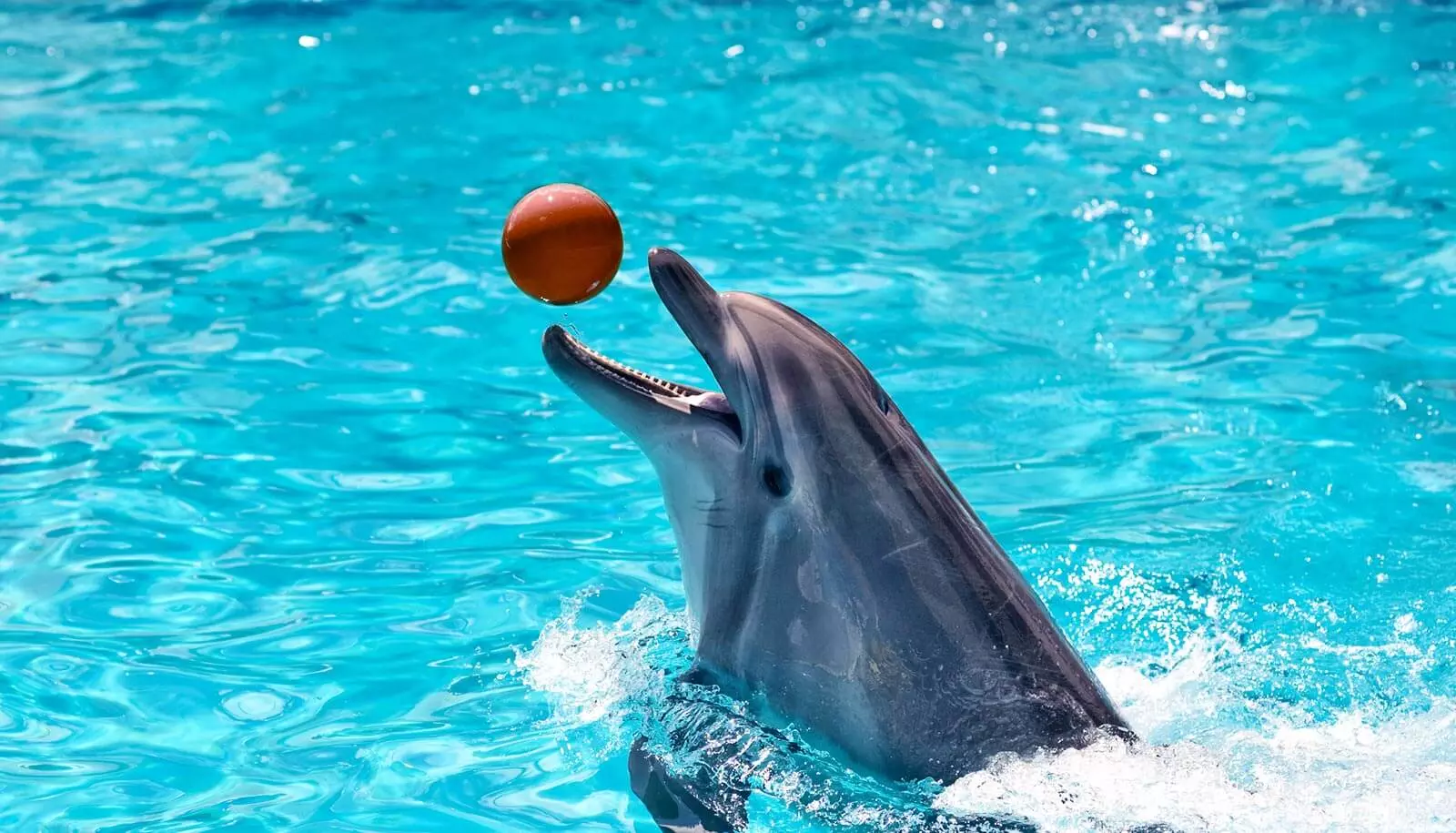 dolphin world agadir - dolphins world in agadir