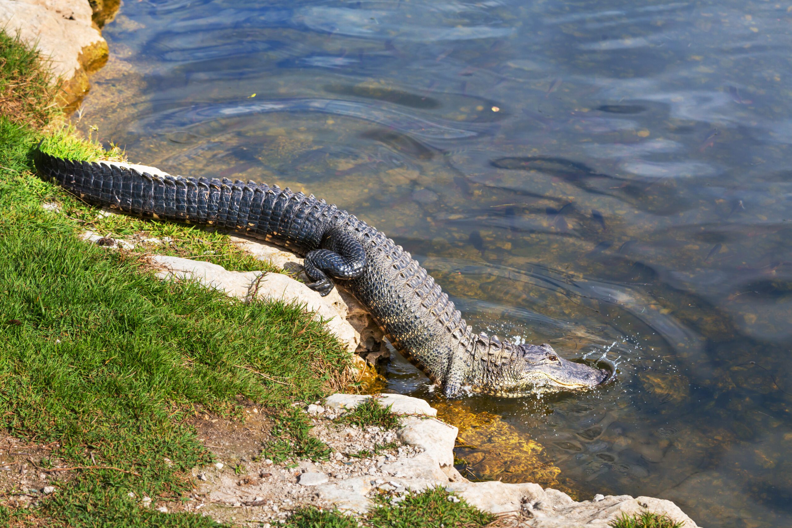 Crocoparc tour in Agadir