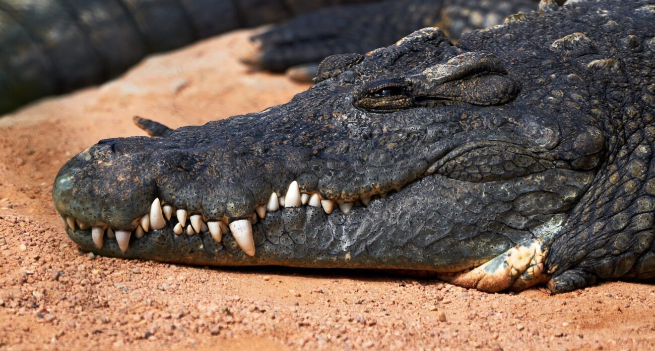 croco parc agadir - crocodiles park